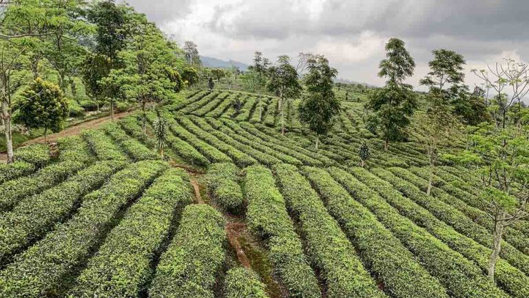 Mau Healing Sekalian Olahraga? Coba Tea Walk Ciater, Subang ...